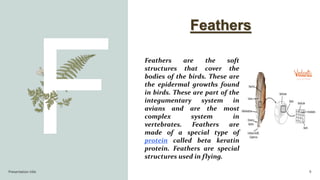 Integument and its derives(hairs and Feathers).pptx