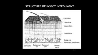 Integument and its role in pest management.final | PPT