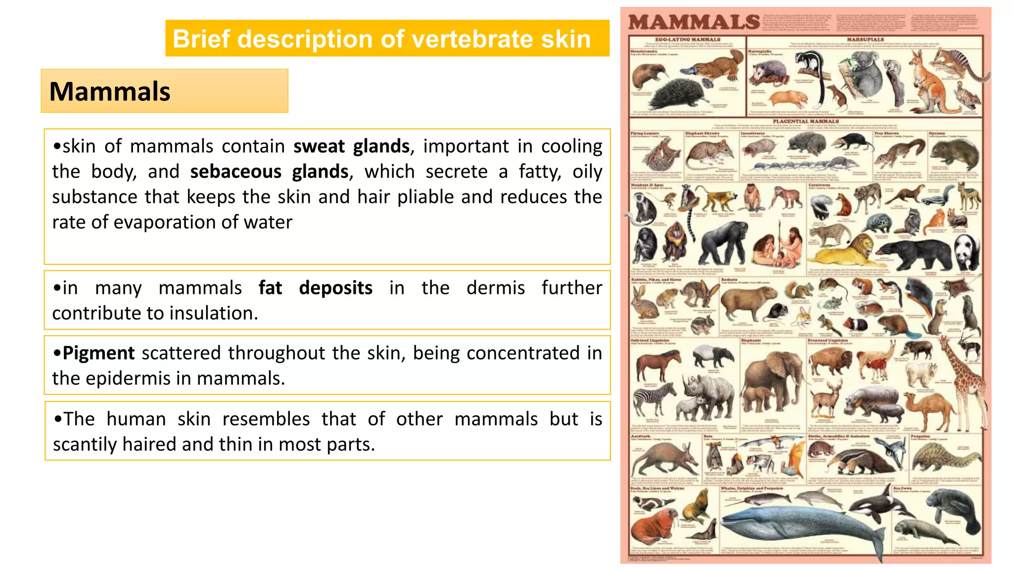 Integumentary System | PDF