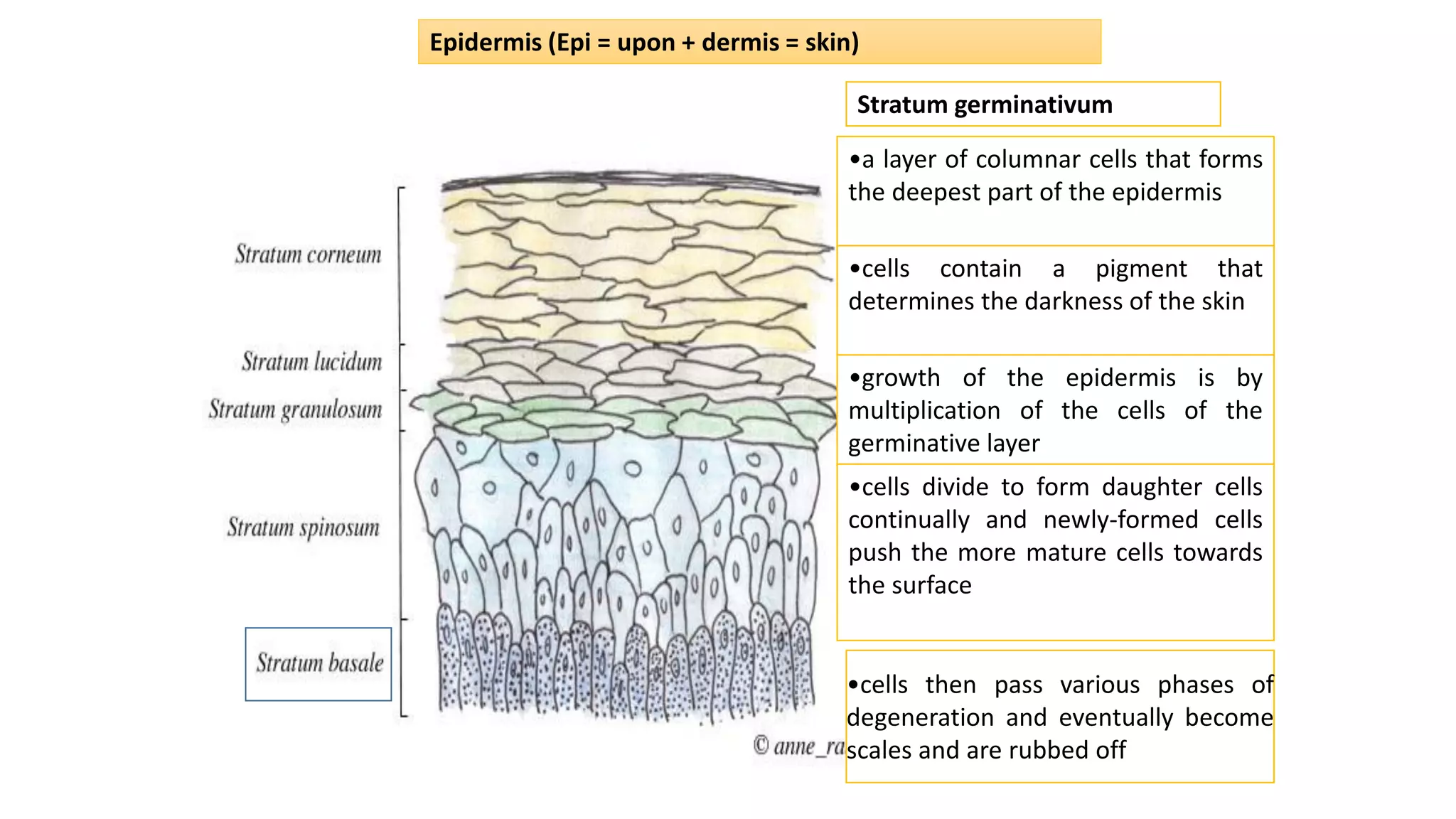 Integumentary System | PDF