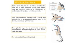 Integumentary System | PDF