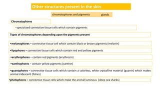 Integumentary System | PDF