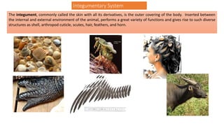 Integumentary System | PDF