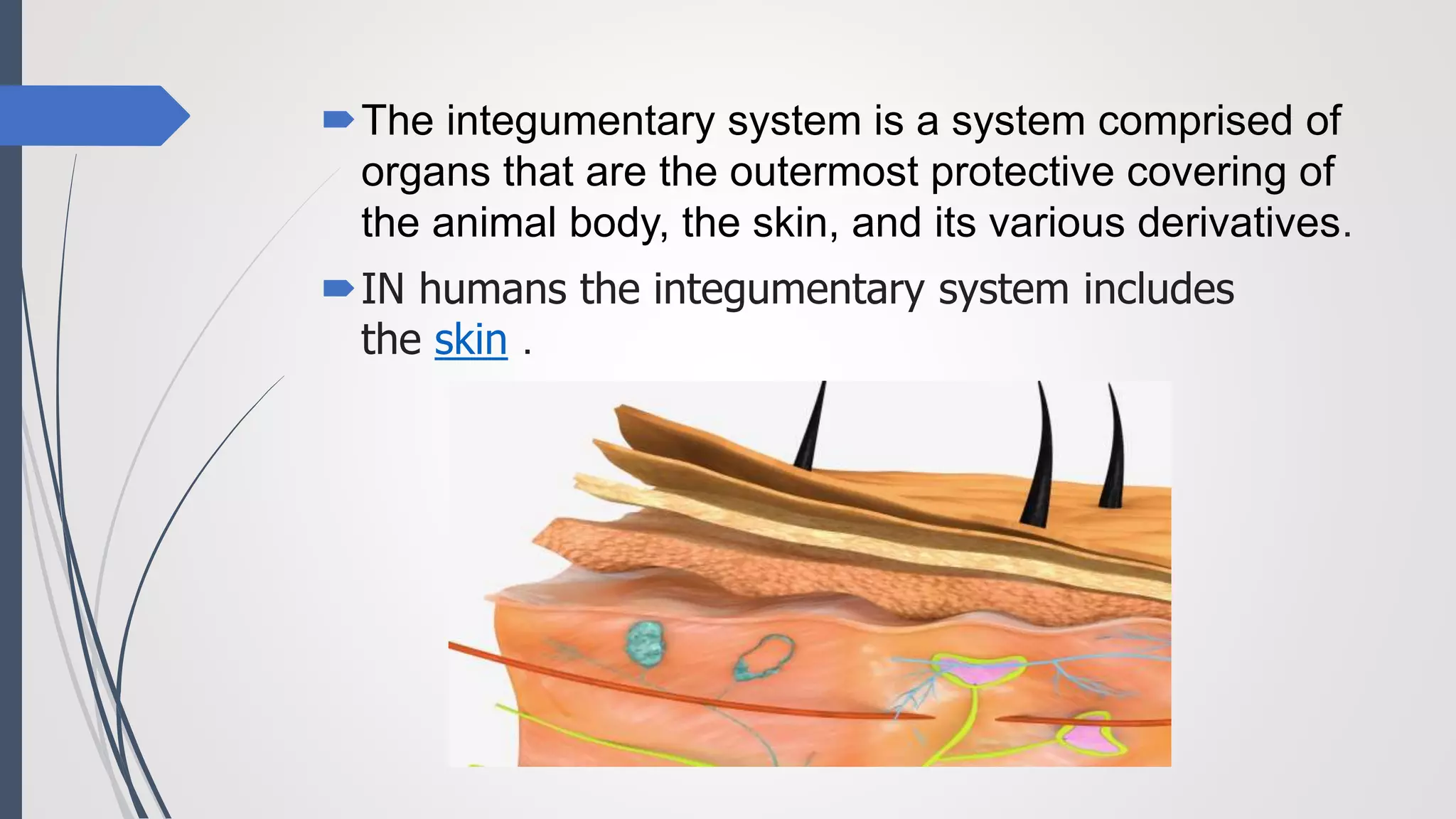 INTEGUMENTARY.pptx
