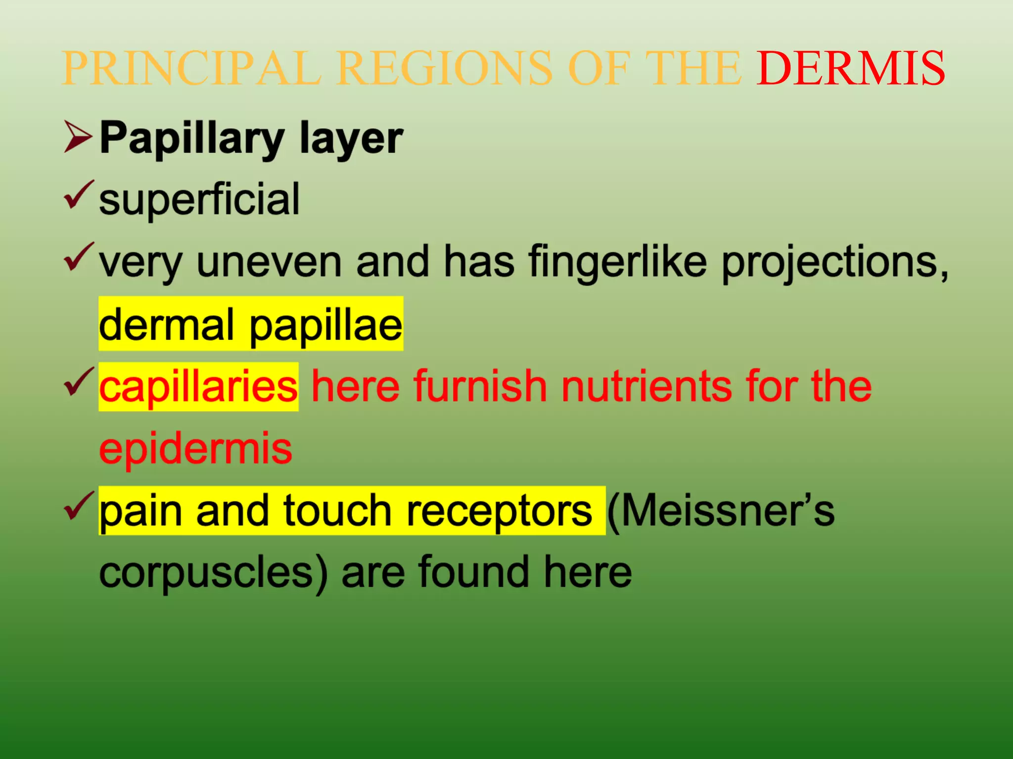 integumentary.ppt