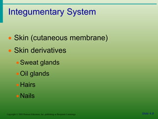 integumentary.ppt