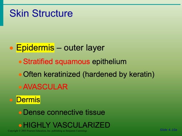 integumentary.ppt