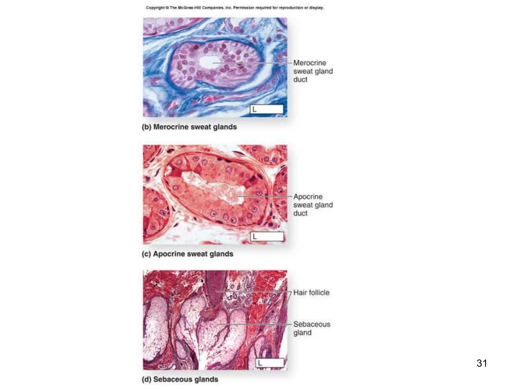 introductory to the structures of Integumentary.ppt