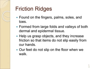 introductory to the structures of Integumentary.ppt