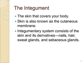 introductory to the structures of Integumentary.ppt