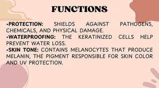 Human Integumentary - system. -1.1.pdf