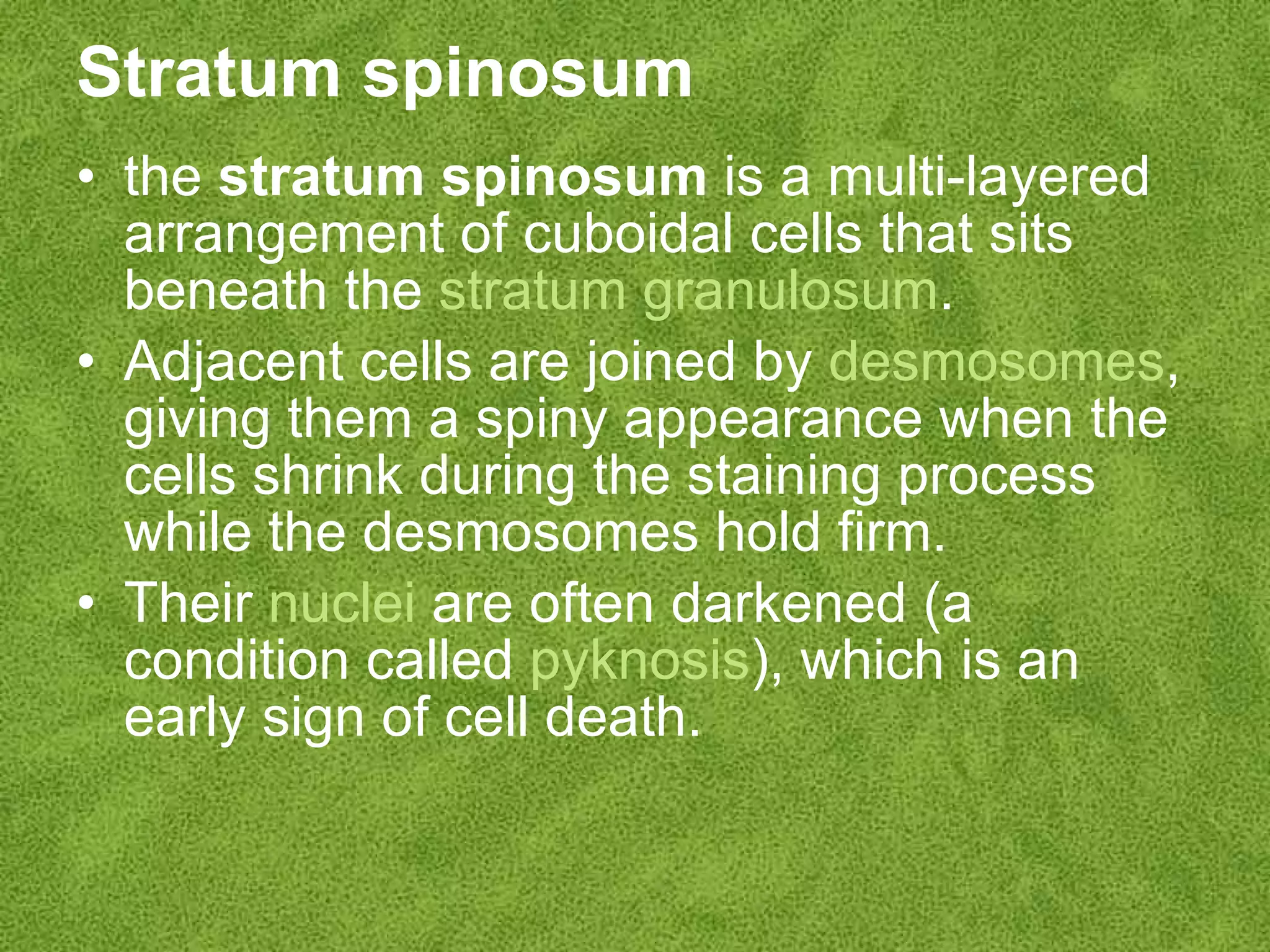 Integumentary System | PPT