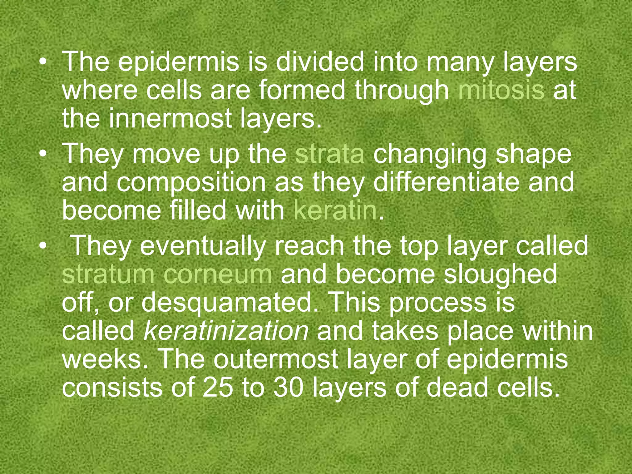 Integumentary System | PPT