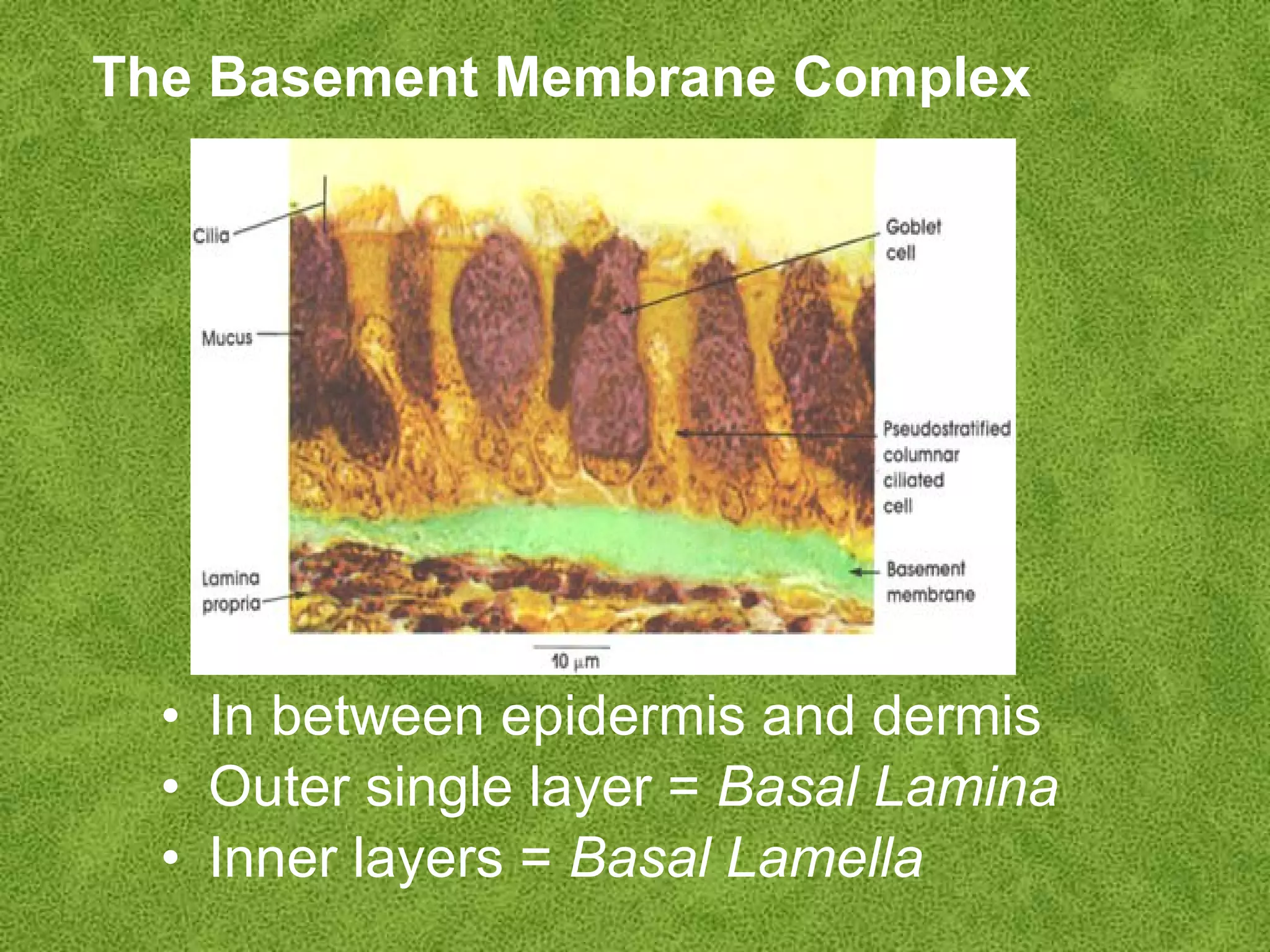 Integumentary System | PPT