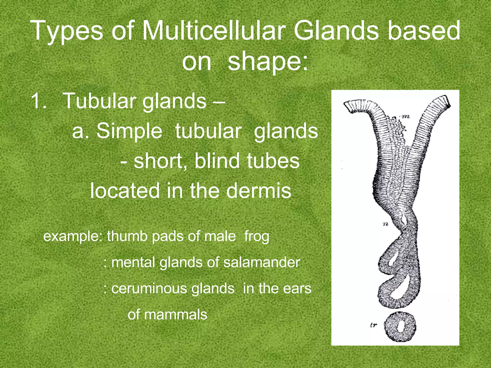 Integumentary System | PPT