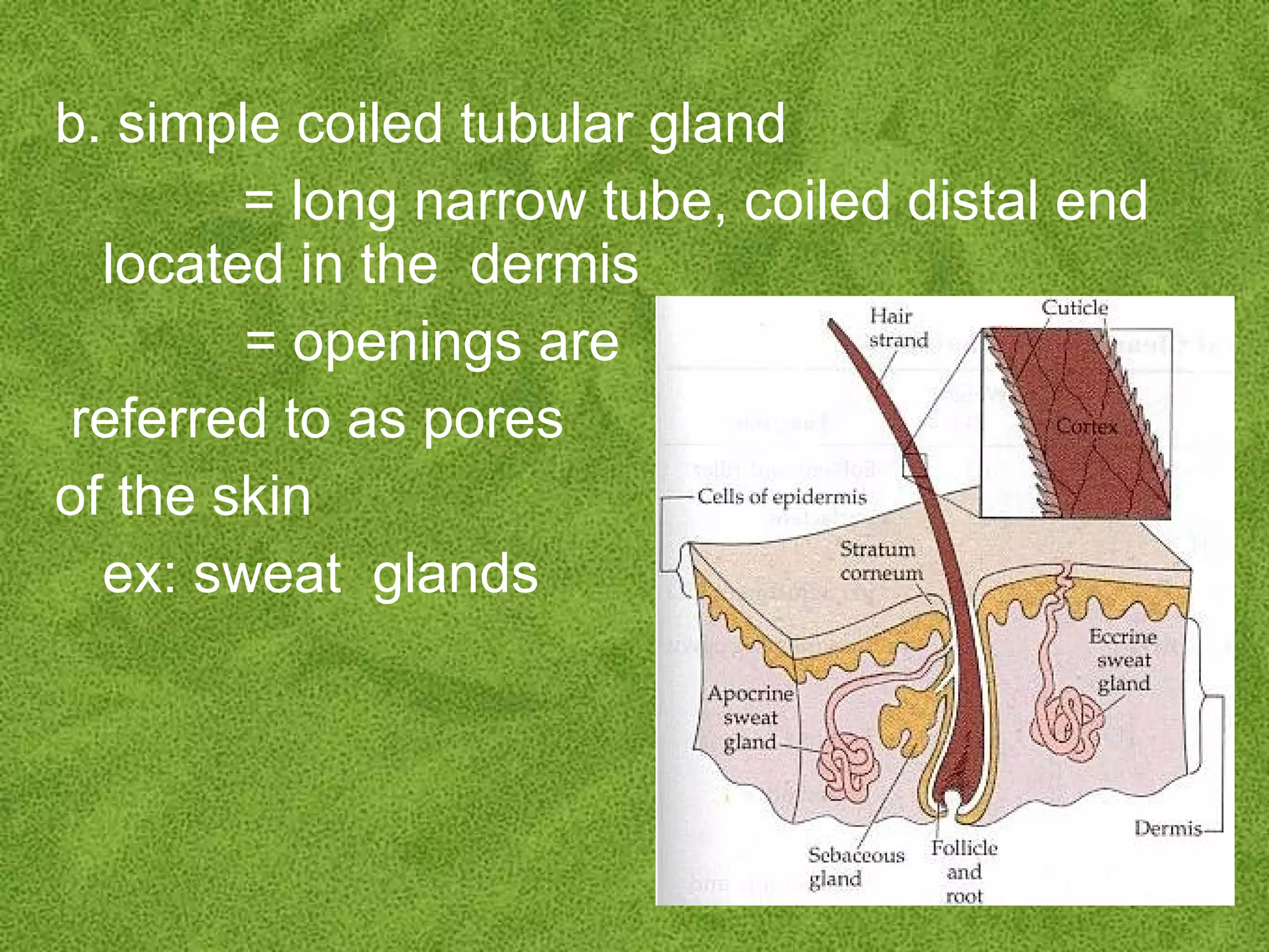 Integumentary System | PPT