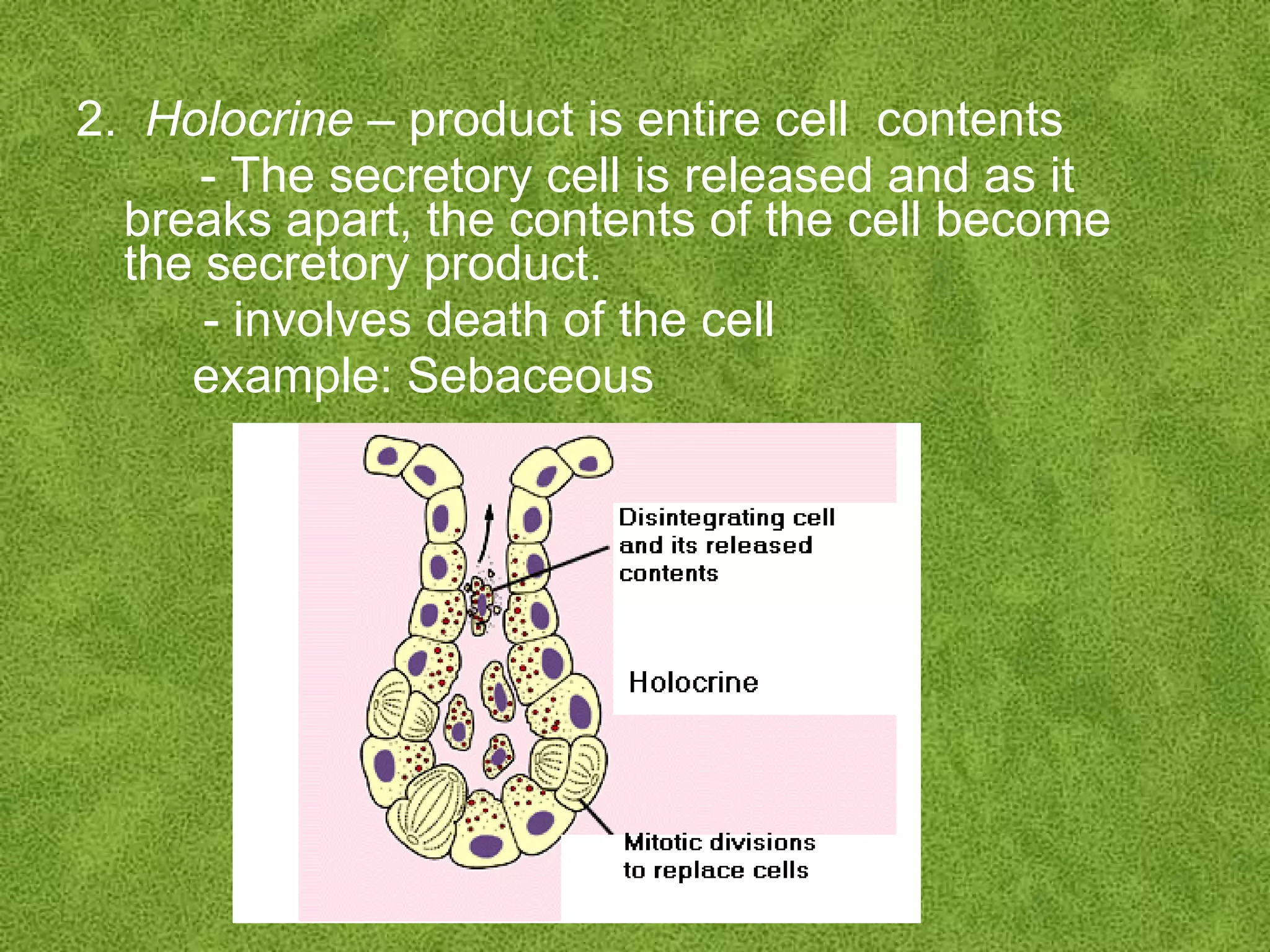 Integumentary System | PPT