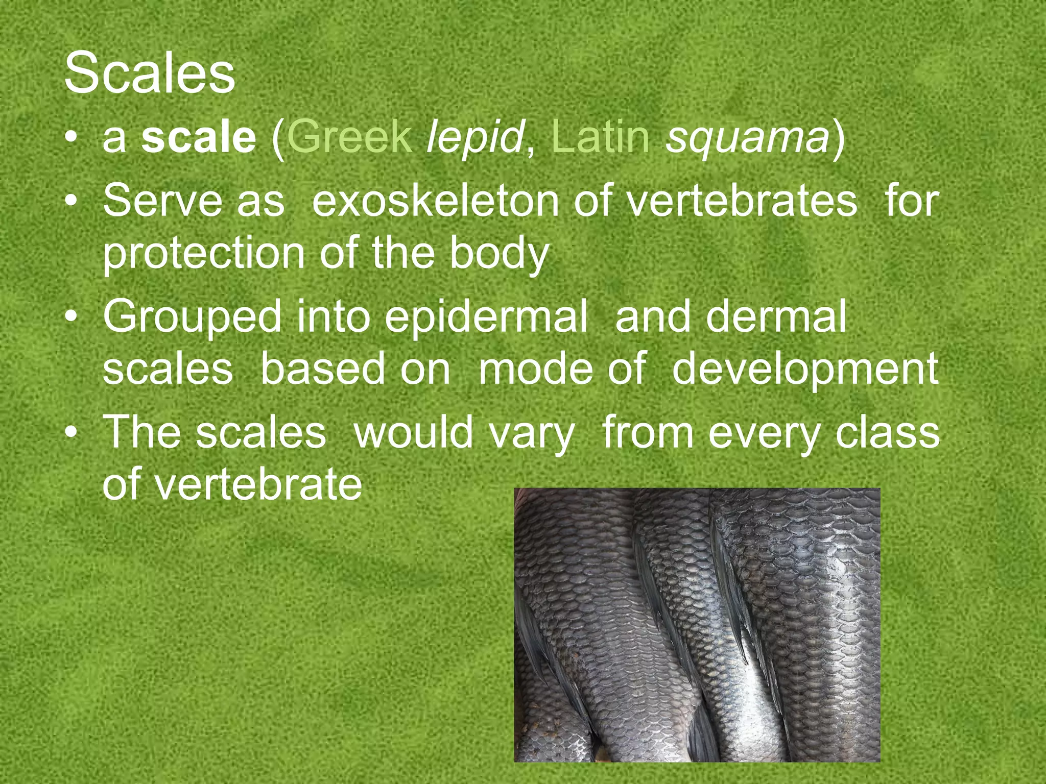 Integumentary System | PPT