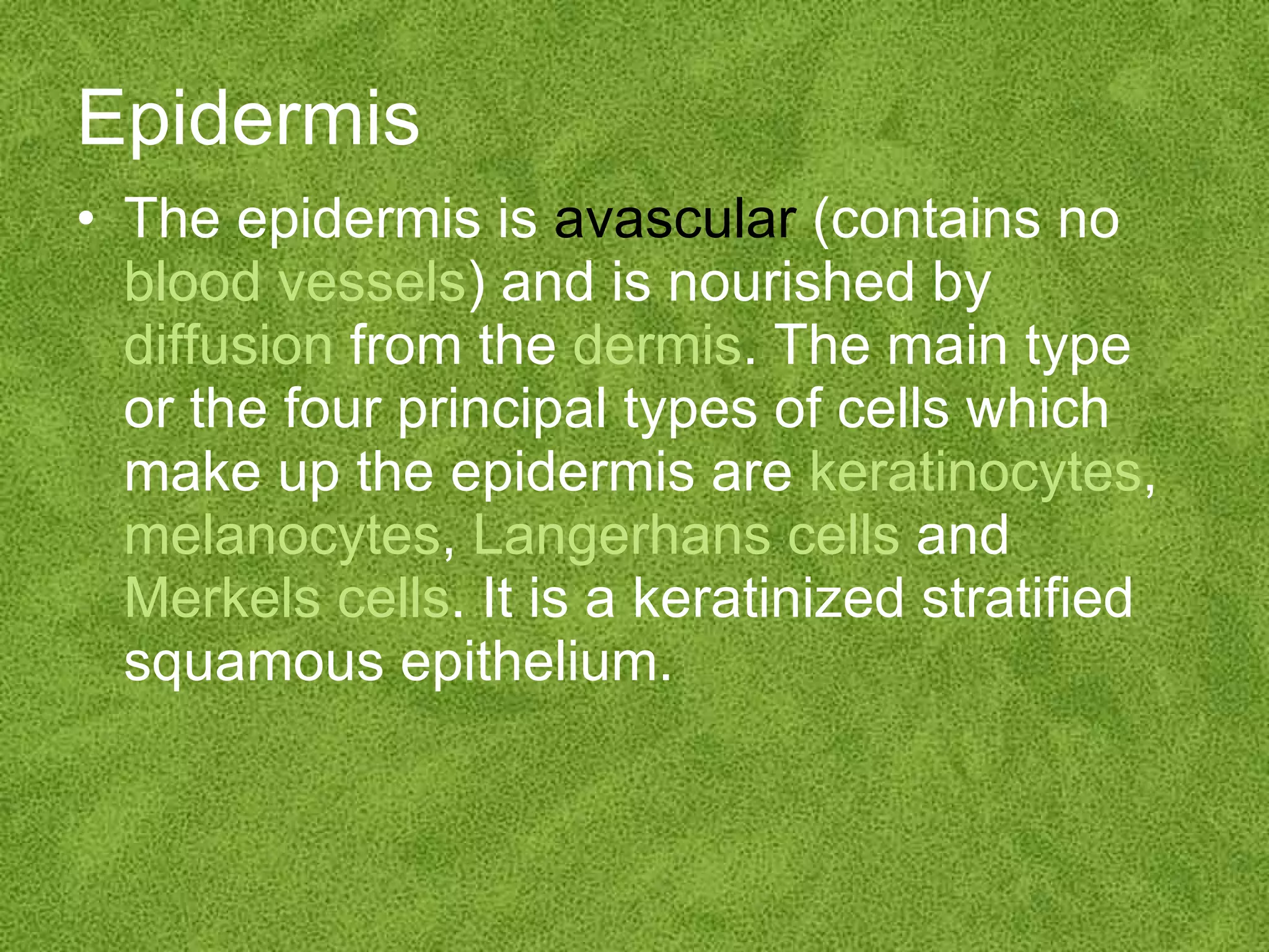 Integumentary System | PPT