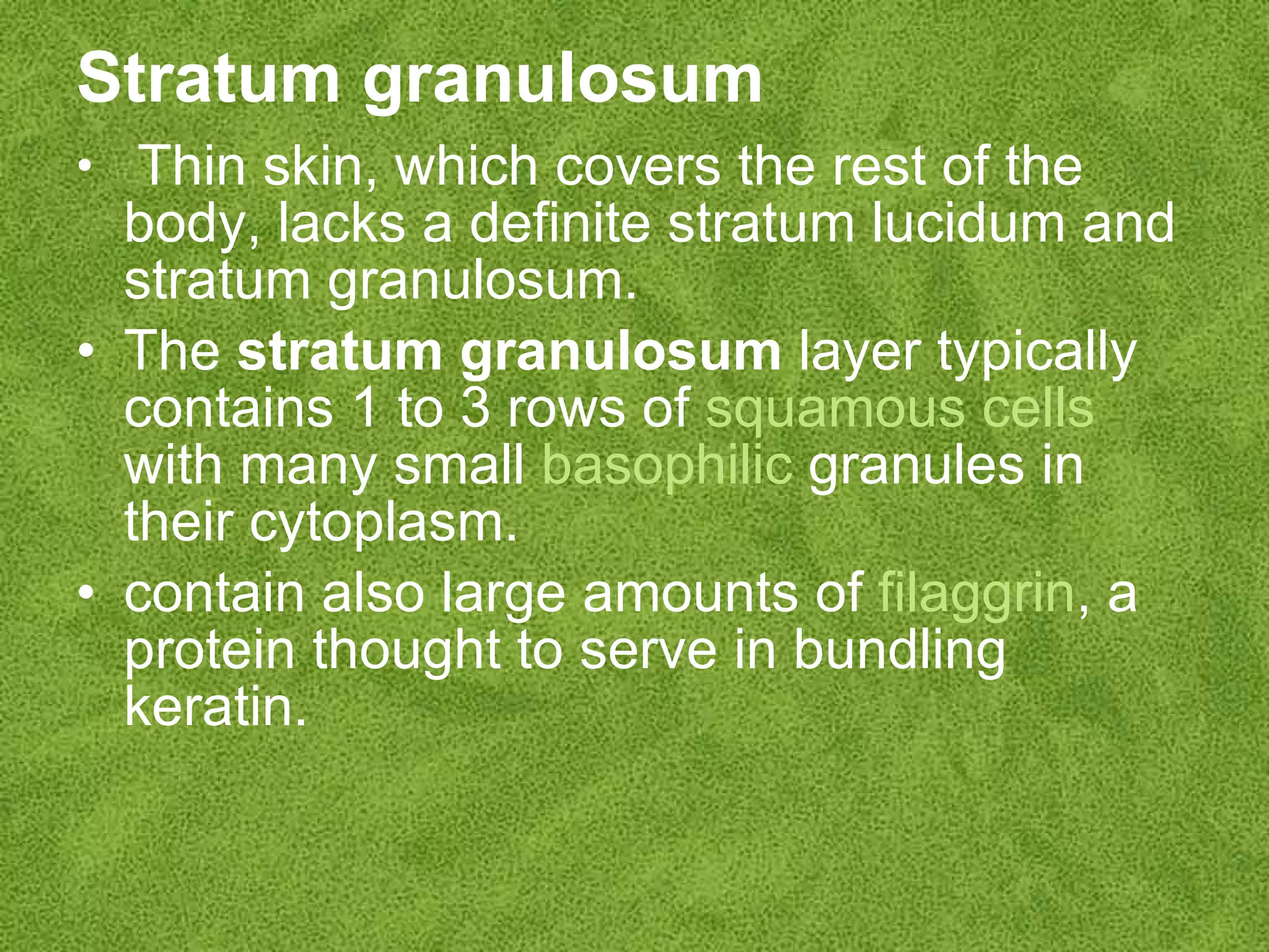 Integumentary System | PPT