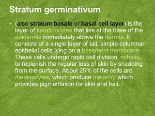 Integumentary System | PPT