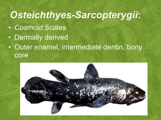Integumentary System | PPT