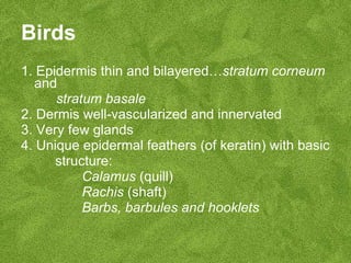 Integumentary System | PPT