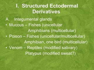 Integumentary System | PPT
