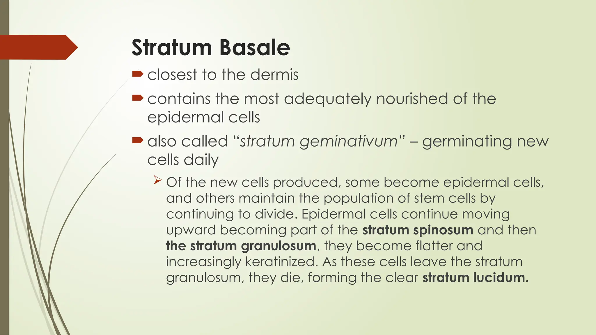 Integumentary-System power point presentation of one of the systems | PPT