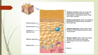 Integumentary-System power point presentation of one of the systems | PPT