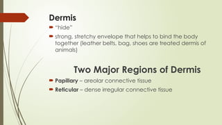Integumentary-System power point presentation of one of the systems | PPT