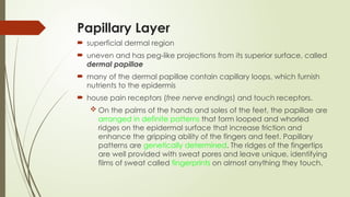 Integumentary-System power point presentation of one of the systems | PPT