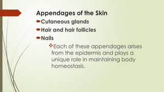 Integumentary-System power point presentation of one of the systems | PPT