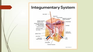 Integumentary-System power point presentation of one of the systems | PPT