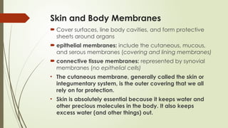 Integumentary-System power point presentation of one of the systems | PPT