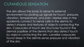 INTEGUMENTARY SYSTEM INTEGUMENTARY SYSTEM | PPTX