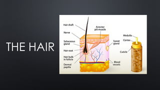 INTEGUMENTARY SYSTEM INTEGUMENTARY SYSTEM | PPTX