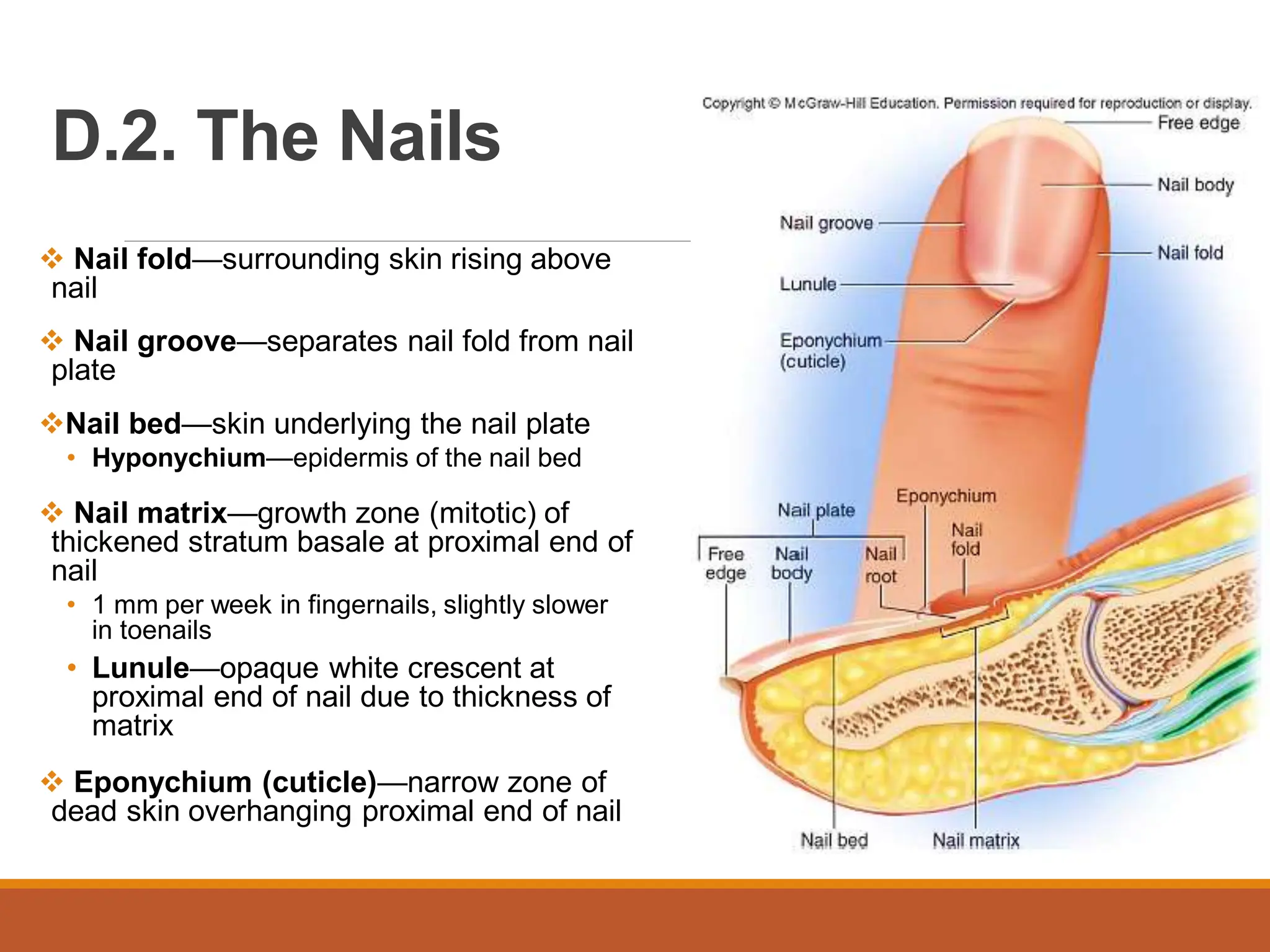 Integumentary-System.kkkkkkkkkkkkkkkkkkkkkkkkkkkkkkkkkk | PDF