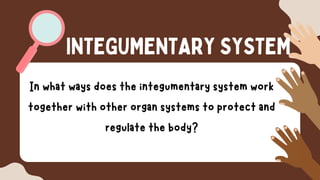 Integumentary-system, the parts of the integumentary | PDF