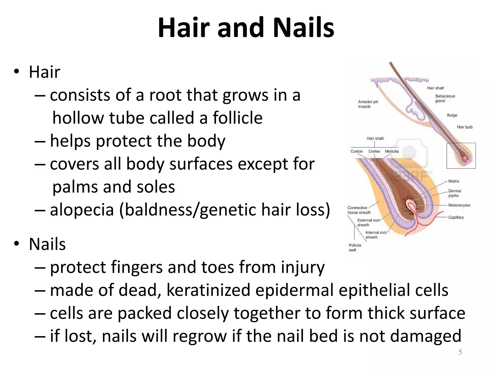 Integumentary-System-Class.pdf
