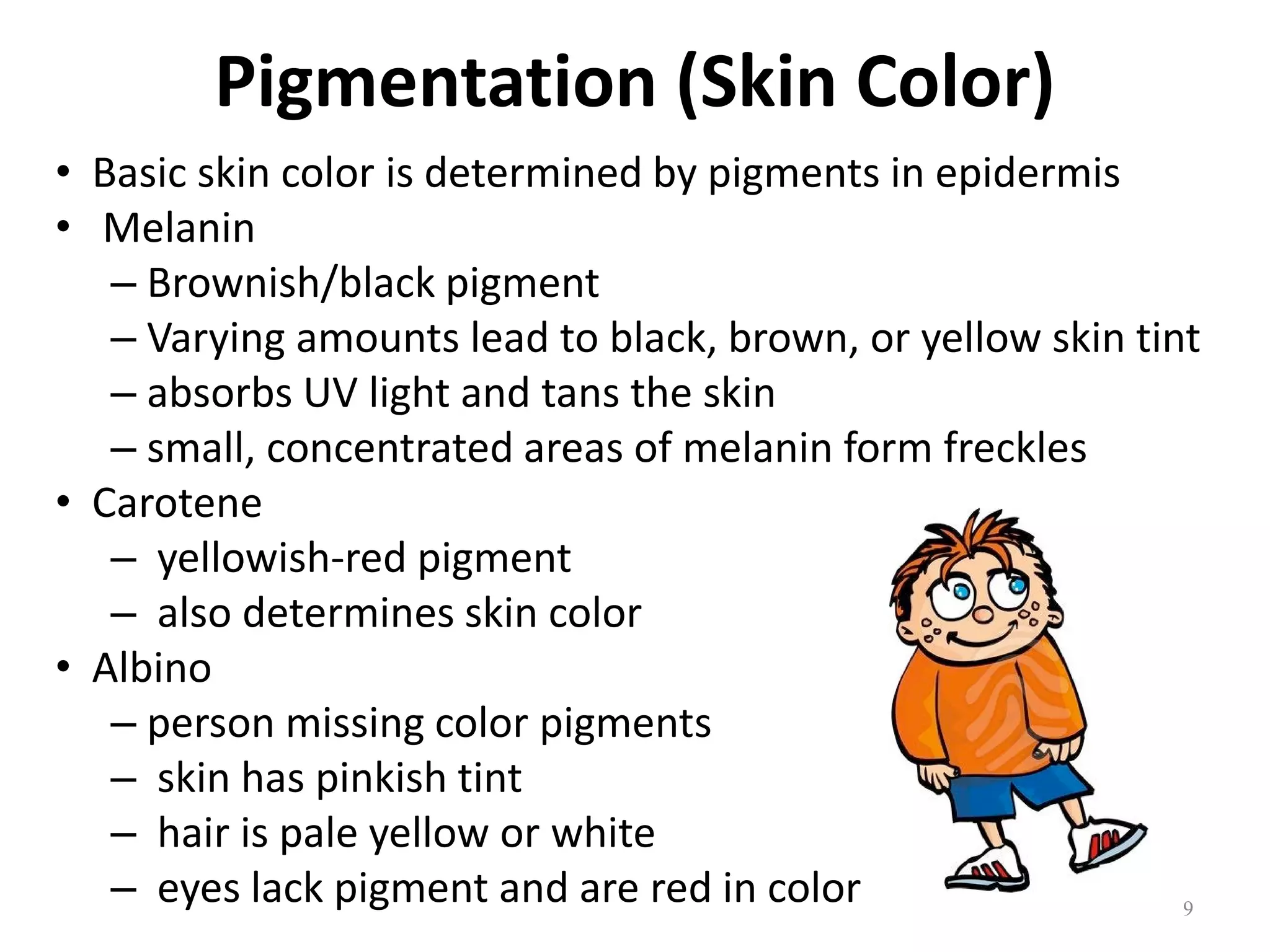 Integumentary-System-Class.pdf