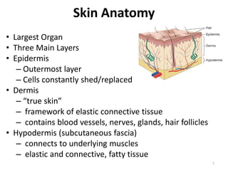 Integumentary-System-Class.pdf