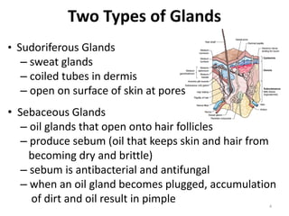 Integumentary-System-Class.pdf