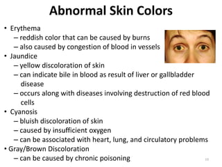 Integumentary-System-Class.pdf