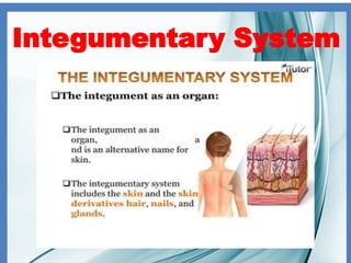 second quarter Integumentary-System-GRADE-6.pptx