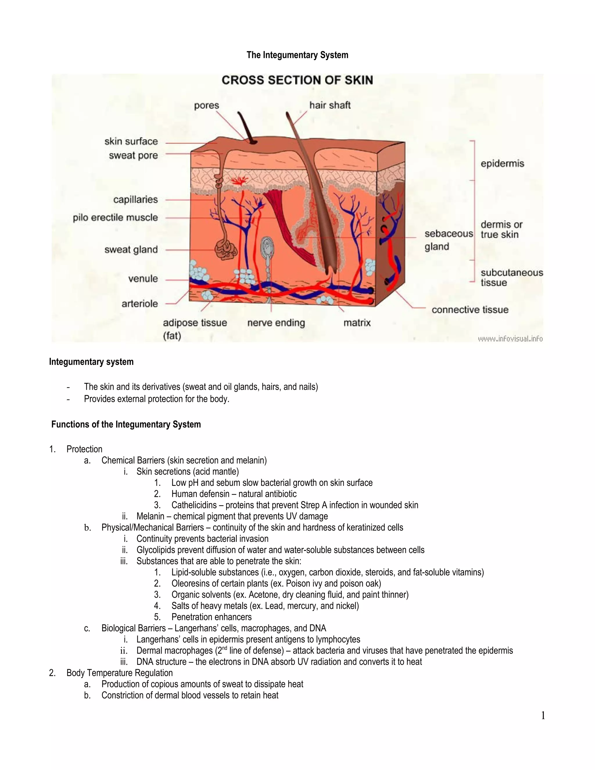 Integumentary System Outline | DOC