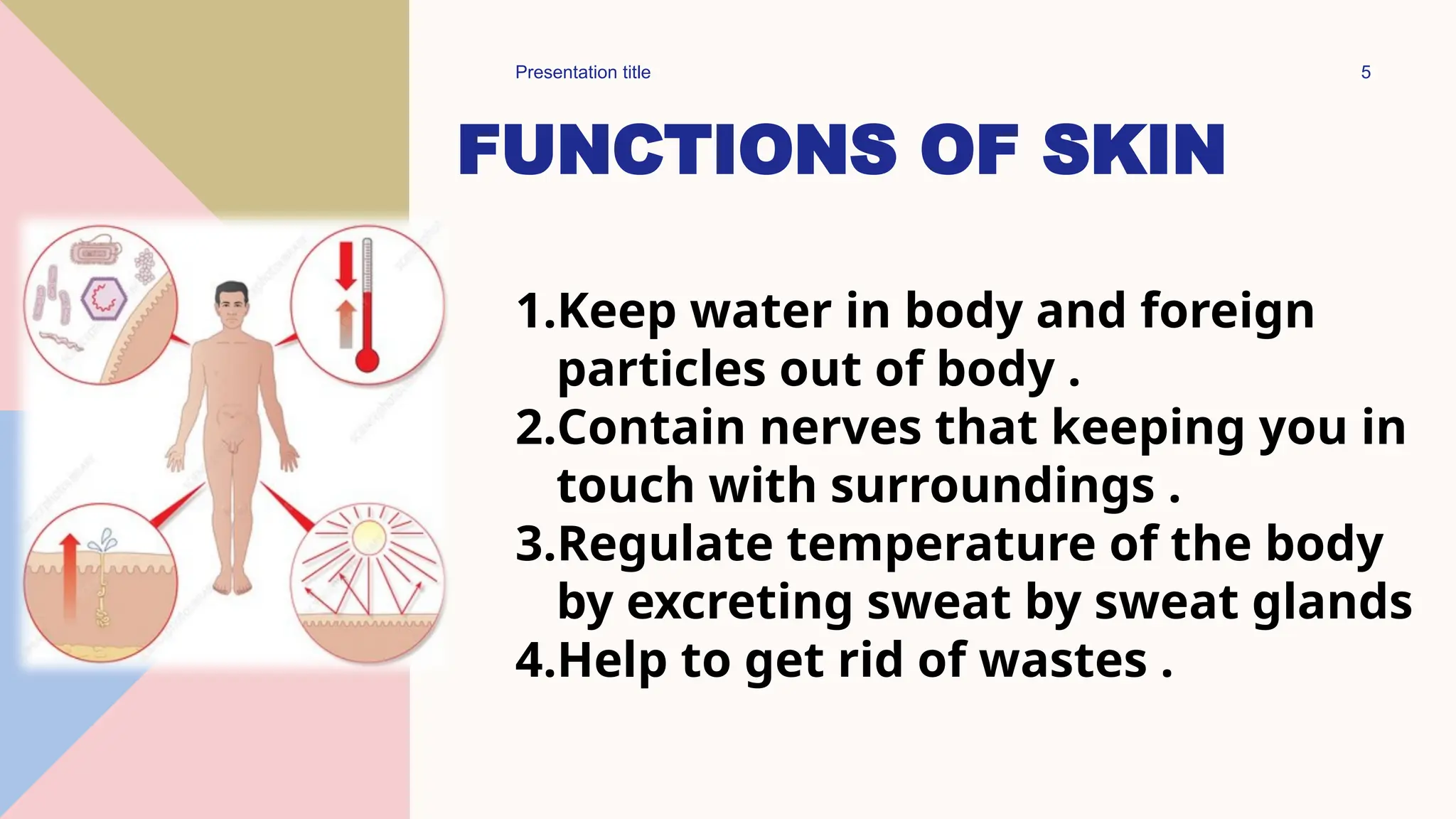 Integumentary-system as a barrier of humans | PPTX
