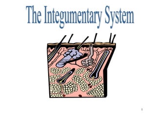 Integumentary Anatomy physiology PPT.ppt