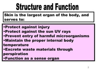Integumentary Anatomy physiology PPT.ppt