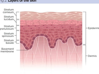 Integumentary Anatomy physiology PPT.ppt